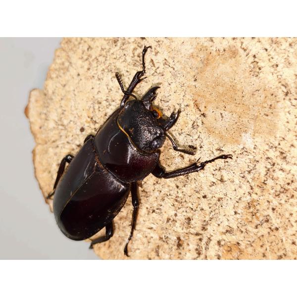 マンディブラリスフタマタクワガタ40ミリメス単品産地：ボルネオ島サバ累代：CBF2メス：約40ミリ2026年10月上旬羽化確認未使用フタマタクワガタ最大種で100ミリを超える大型種で非常に格好のいいフタマタです。気性も荒くペアリングには顎縛...