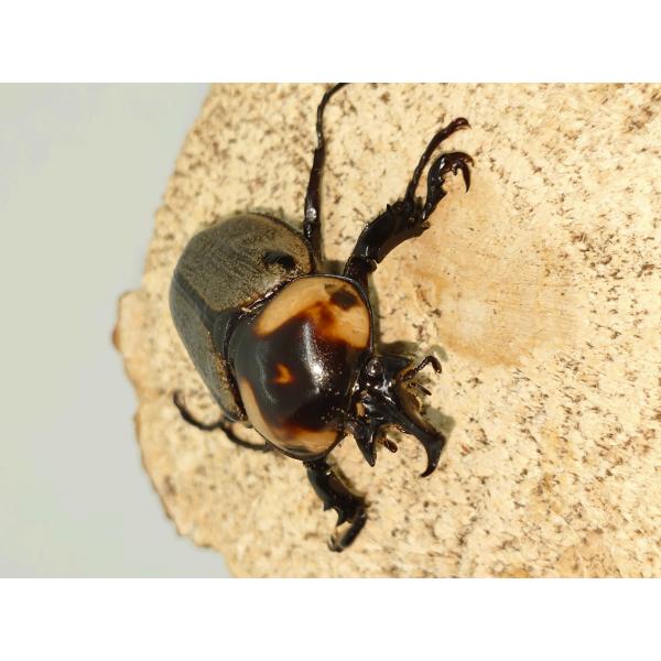 ヨツボシヒナカブト41ミリペア産地：ペルー ティンゴマリア累代：CBF1雄雌別血統になります。雄：約41ミリ2026年3月上旬羽化確認未使用雌：約29ミリ2026年2月下旬羽化確認未使用写真が販売個体になります。色や羽の部分凹み等は写真をご...