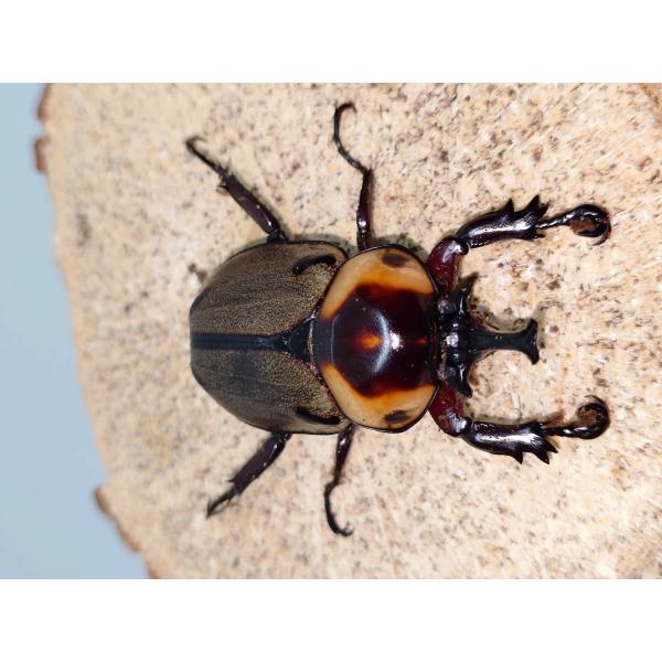 ヨツボシヒナカブト42ミリペア産地：ペルー ティンゴマリア累代：CBF1雄雌別血統になります。雄：約42ミリ2025年11月中旬羽化確認未使用雌：約32ミリ2025年10月下旬羽化確認未使用写真が販売個体になります。色や羽の部分凹み等は写真...