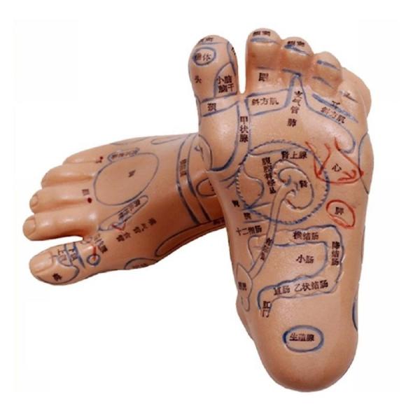 足つぼ 模型 足つぼマッサージ 体系的に覚える ツボグッズ 足裏マッサージ あしつぼ 反射区 表記 鍼灸 練習用 資格用 マネキン 試験 講習用 講習 先生 授業 検定 実技 勉強 2個セット 両足 シリコン 学校【サイズ】（約）7×10×...