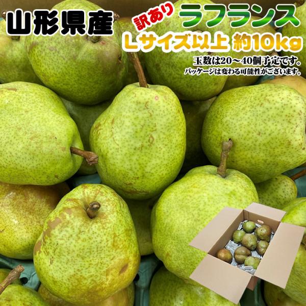 【発売日：2026年11月10日】●注意事項 ・Lサイズ以上を混合で届け予定です。２Lサイズ以上のものが含まれない場合もございます。サイズのご指定やご希望は出来ません。ご了承ください。        ・表記の発売日や11月上旬の発送ではなく...