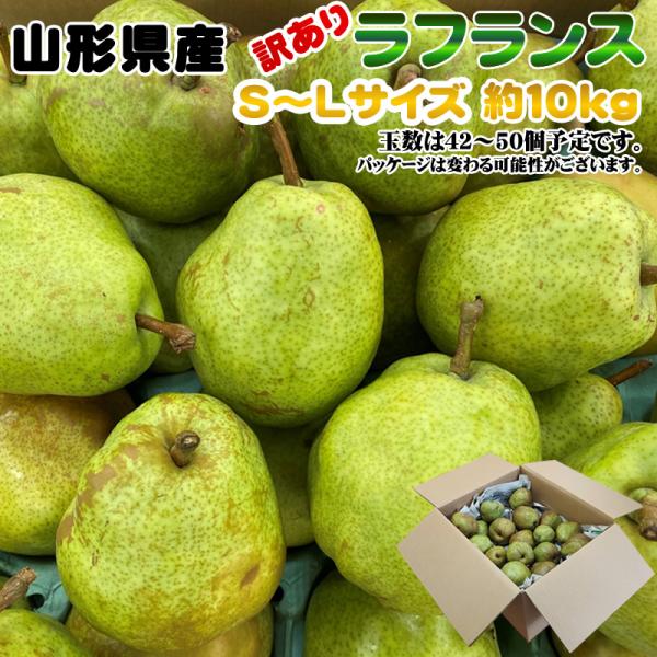 【発売日：2026年11月10日】●注意事項 ・Sサイズ、Mサイズ、Lサイズの混合となりますが、SサイズやMサイズが多く入る場合がございます。サイズのご指定やご希望は出来ません。ご了承ください。        ・表記の発売日や11月上旬の発...