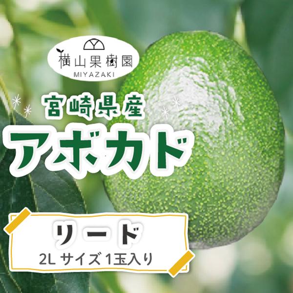 商品名　宮崎産アボカド「リード」産地 宮崎県内容量　2Lサイズ(350g~399g)×1玉パック入り商品説明　口当たりなめらか、流通量が少ない超希少な品種のリード。南国宮崎でひとつひとつ大切に育てられた国産アボカドを産地直送でお届け。※こち...