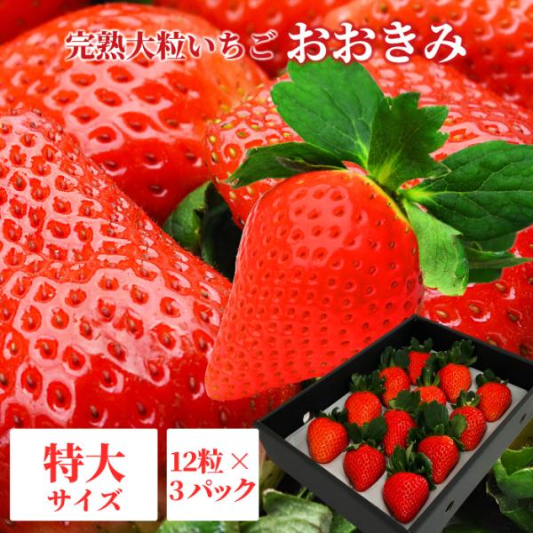 商品名 宮崎産高級いちご「おおきみ」特大12粒産地 宮崎県内容量 特大　12粒入×3パック 1パック380g以上(1粒あたり30〜39g)普通の苺よりかなり大きなサイズです。包装形態 新開発のパッケージで、振動によるイチゴのくずれ、きず、凹...