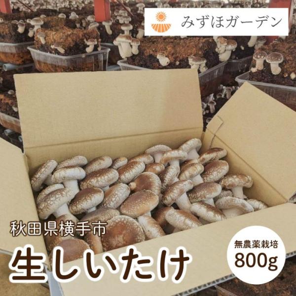 【発売日：2022年05月28日】肉厚しいたけ たっぷり800g バラ 椎茸三冠王の秋田から産地直送 60サイズ プレゼントにも喜ばれています。＜商品情報＞名称 　：生しいたけ産地名 　：国内産（秋田県横手市産）内容量 　：約800g（30...