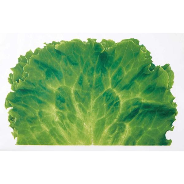 レタス サイズ：80×120mm材質：OPP●バラン印刷されたフィルムシート●食材同士の付着をなくします。