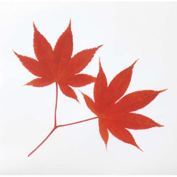 紅葉 サイズ：85×85mm材質：OPP●バラン印刷されたフィルムシート●食材同士の付着をなくします。