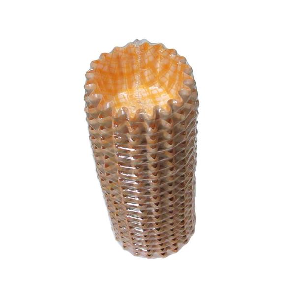 丸型 8号深　底径φ48×高さ31mm材質：紙＋PET耐熱温度：180℃厚み：70ミクロンレンジ使用可