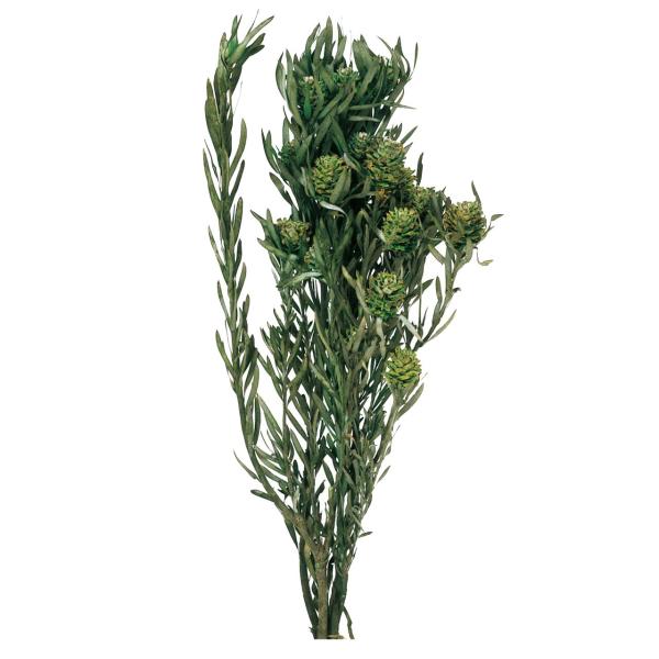 ※ご購入後でも品切れになっている場合がございます。その際は、メールでお知らせしますので必ずご確認ください。【商品概要】約L45.0cm主な素材:天然素材原産国:南アフリカ共和国プリザーブドフラワーグリーン リーフ 実もの 枝もの染料が切り口...