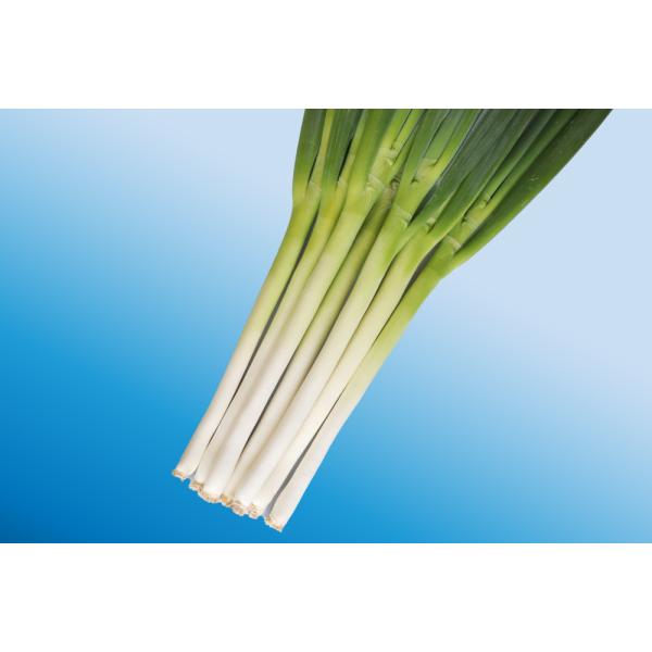 黒柄系晩抽系F1一本ネギ。4月収穫の春ねぎ作、トンネルを用いた5月6月収穫の初夏ねぎ作のどちらにも好適。・栽培上の注意中生〜晩生の生育を示します。春ねぎ作では極晩抽性を活かした最後の収穫がお勧め。９月頃の定植で年明けの気温で伸ばし太らせる。...