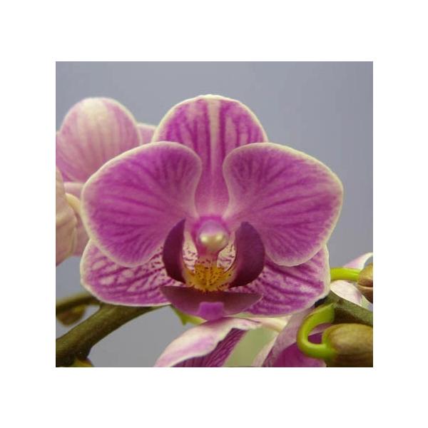 【正式品種名】　Phal.Sogo Vivien【正式な属名】　Phalaenopsis【品種名読み】　ファレノプシス ソーゴビビアン【品種の分類】　交配種 ファレノプシス類【品種の特徴】　【開花の特徴】　春【品種の歴史】　【品種の説明】　...
