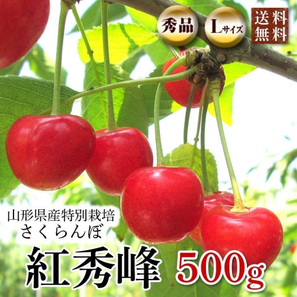 果汁がたっぷり入った大玉の品種紅秀峰（べにしゅうほう）。果肉も固めでしっかりした食べ応えが特徴です。最近人気が急上昇の美味しいサクランボです。