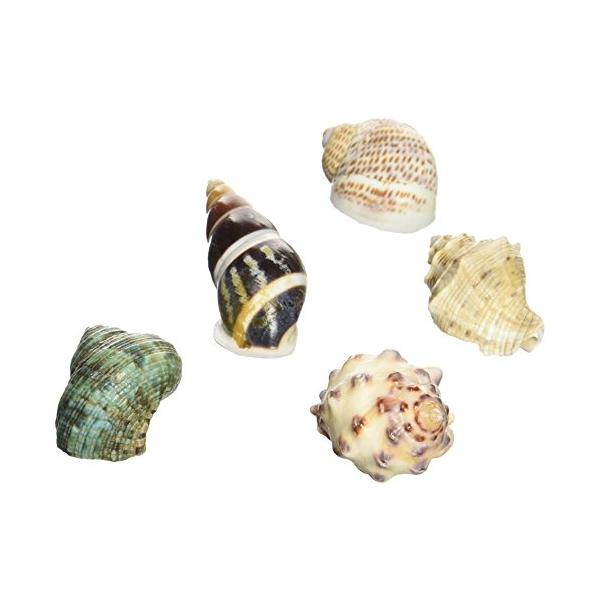 ※併売のため、在庫切れの際はご了承ください。発送委託により倉庫業者がお届けする場合がございます※<b>原産国 :</b> 東南アジア<b>原材料 :</b> 天然貝