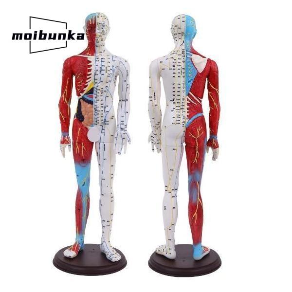 人体模型 経穴筋肉模型 鍼灸経穴模型 人体標本 人体モデル 経穴模型 経絡人形 人体 筋肉 模型 つぼ ツボ マッサージ 教材 実験 整体院 鍼灸院