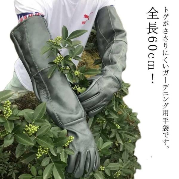 全長60cm