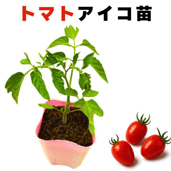 商品説明・フルーツのように甘いミニトマトのアイコ苗です。9cmポットです。※ポットのカラーは写真と異なる場合があります。・熟練の苗農家さんから元気な苗をお送りします。・トマトがよくかかる斑点病、葉かび病などの病気に強い！・栽培初心者にピッタ...