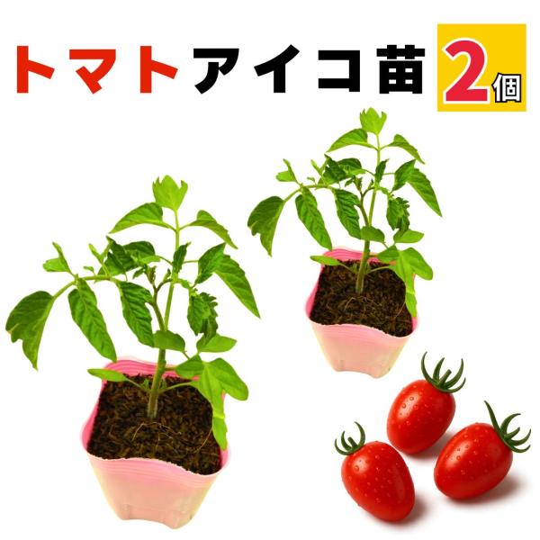 商品説明・フルーツのように甘いミニトマトのアイコ苗です。9cmポットです。※ポットのカラーは写真と異なる場合があります。・熟練の苗農家さんから元気な苗をお送りします。・トマトがよくかかる斑点病、葉かび病などの病気に強い！・栽培初心者にピッタ...