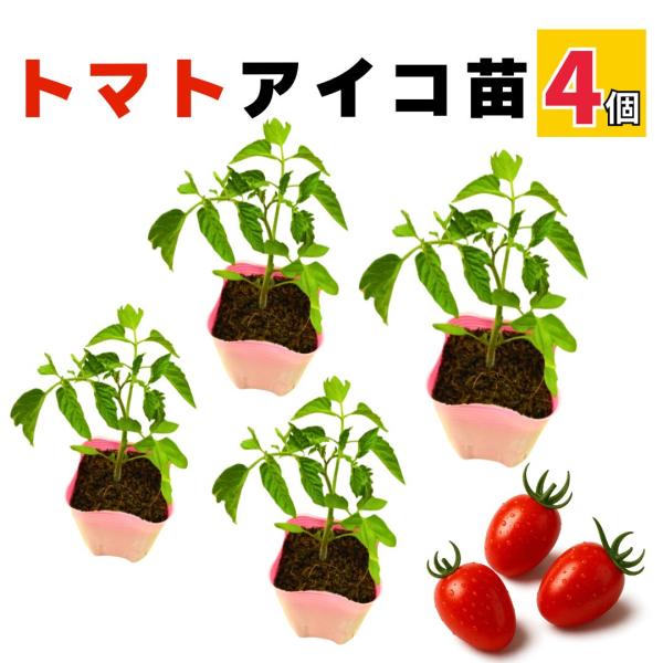 商品説明・フルーツのように甘いミニトマトのアイコ苗です。9cmポットです。※ポットのカラーは写真と異なる場合があります。・熟練の苗農家さんから元気な苗をお送りします。・トマトがよくかかる斑点病、葉かび病などの病気に強い！・栽培初心者にピッタ...