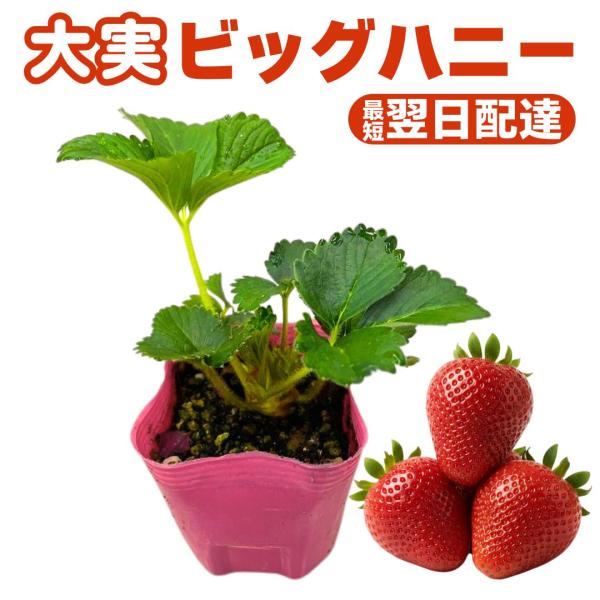 商品説明・大粒でうまみ抜群！ビッグハニーのいちご苗です。一季成りです。・熟練の苗農家さんから元気な苗をお送りします。・病気に強く、初心者でも育てやすい！・【重要】植物には個体差があり、写真と実際の見た目が異なる場合があります。背丈や株の広が...