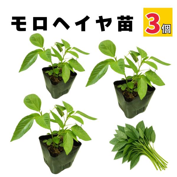 商品説明・暑さに強く、ぐんぐん成長する栄養満点の【モロヘイヤ】の苗です。・10.5cmポットです。※ポットのカラーは写真と異なる場合があります。・熟練の苗農家さんから元気な苗をお送りします。長〜く収穫できてお得！ 摘芯で脇芽を増やせば、夏か...