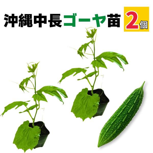 商品説明・熟練の苗農家さんから元気な沖縄中長ゴーヤ苗をお送りします。・沖縄在来ゴーヤーの代表品種。ゴーヤ独特の苦味がおいしい！・夏の暑さにぐんぐん伸びる丈夫さ！家庭菜園が初めての方にも育てやすい品種です。・ビタミンCや食物繊維が豊富で、夏バ...