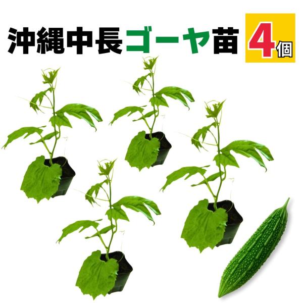 商品説明・熟練の苗農家さんから元気な沖縄中長ゴーヤ苗をお送りします。・沖縄在来ゴーヤーの代表品種。ゴーヤ独特の苦味がおいしい！・夏の暑さにぐんぐん伸びる丈夫さ！家庭菜園が初めての方にも育てやすい品種です。・ビタミンCや食物繊維が豊富で、夏バ...
