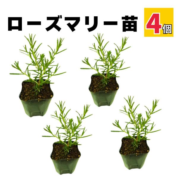 商品説明・匍匐性（ほふくせい）タイプのローズマリーの苗です。地面を這うように成長します。料理やハーブティーに利用できます。・熟練の苗農家さんから元気な苗をお送りします。乾燥に強く、手間のかからない育てやすいハーブです。・地植え・鉢植えどちら...