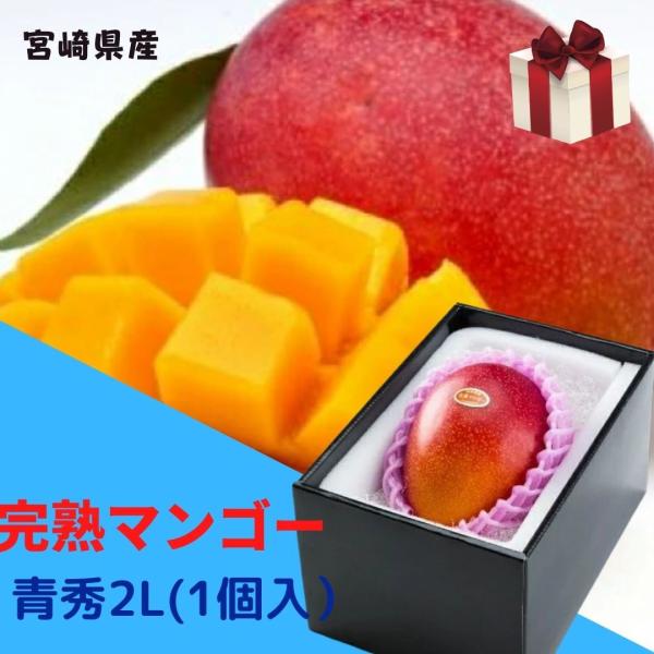★「情熱みやざきブランド！」完熟マンゴー（1個入り） 2Lサイズ　青秀１個入り（350ｇ以上）旨い！一度食べたら忘れられない味です！宮崎のマンゴーは、「完熟」にこだわり、樹上で熟し自然に落果したものだけをネット袋でキャッチし収穫します。産地...