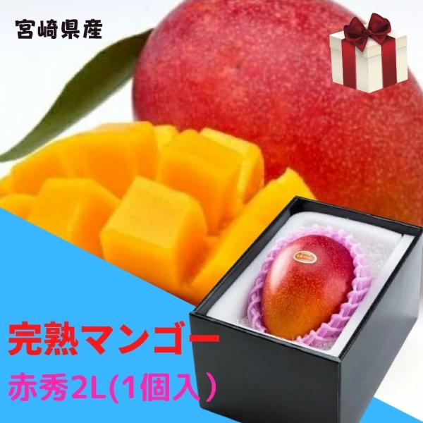 ★「情熱みやざきブランド！」完熟マンゴー（1個入り） 2Lサイズ　赤秀１個入り（約350ｇ以上）旨い！一度食べたら忘れられない味です！宮崎のマンゴーは、「完熟」にこだわり、樹上で熟し自然に落果したものだけをネット袋でキャッチし収穫します。産...