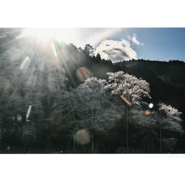 商品名 奇跡の写真 秋元隆良『薄墨桜ー(山の神）』 幸運祈願 アート 銀塩生写真 シリアルナンバーサイズゴールドカラー額：約415m×315mm、重量約980g窓抜きサイズ（作品の見える大きさ）：約300mm×195mm原材料 印画紙セット...