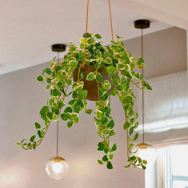 フェイクグリーン 人工観葉植物 光触媒 ハンギング 壁掛け 造花 インテリア　プミラハンギング おしゃれ■商品サイズ：幅35cm 奥行35cm 高さ110cm（ひもの長さを含む）■殺風景な部屋がいやされる おしゃれ空間に！ハンギングタイプの...