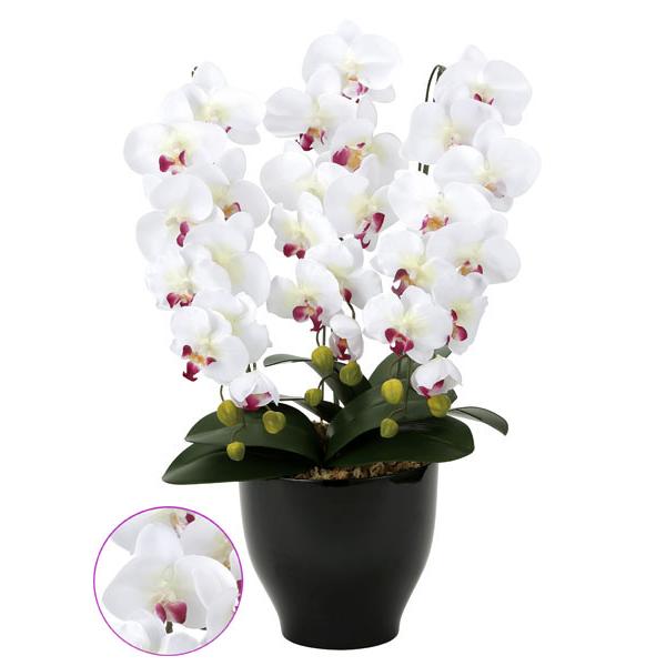 ■この商品は、営業日１３時までのご注文で当日出荷致します。【お届け日指定可能】※「立て札」または「メッセージカード」をご希望のお客様にはサービスいたします。■お届けは出荷日の翌日です。ただし、北海道・九州・中国・四国地方は翌々日、沖縄は３日...