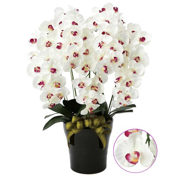 光触媒 胡蝶蘭 造花の胡蝶蘭 お祝いにも 光の楽園 プレミアム胡蝶蘭５本立Ｗ／ＡＢ■商品サイズ：幅50cm 奥行45cm 高さ75cm　花器：陶器■お部屋のアクセントや空間に彩りを添え、空気をキレイにするはたらきで、快適さとやすらぎの空間造...