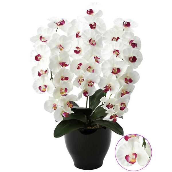 ■この商品は、営業日１３時までのご注文で当日出荷致します。【お届け日指定可能】※「立て札」または「メッセージカード」をご希望のお客様にはサービスいたします。■お届けは出荷日の翌日です。ただし、北海道・九州・中国・四国地方は翌々日、沖縄は３日...