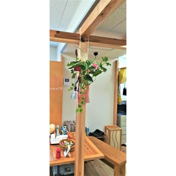 インテリア（室内）用の「だんだん畑」（特許商品）。壁や柱に吊り下げて、複数段に植物を育てることができるソフトプランターです。水受け付きなので、室内でも水やりができます！「だんだん畑インテリア」(特許取得済：植物の根が張りやすい構造になってい...