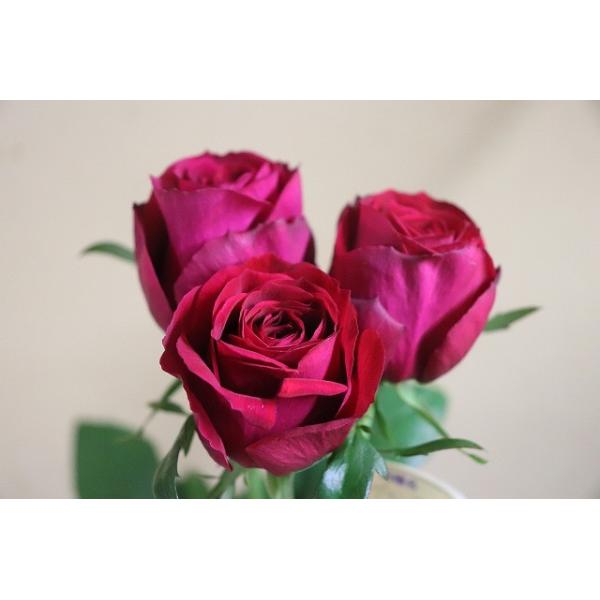 19/7/6　■重大・・スマホでは下記に、パソコンでは左下少しスクロールして頂ければ、重大なコツなどを載せておりますので必ず注文前にお読みください。22/4/22　現在お届けする商品は２〜３号の小さな剪定株ですが次第に４号ポットに植え替えて...