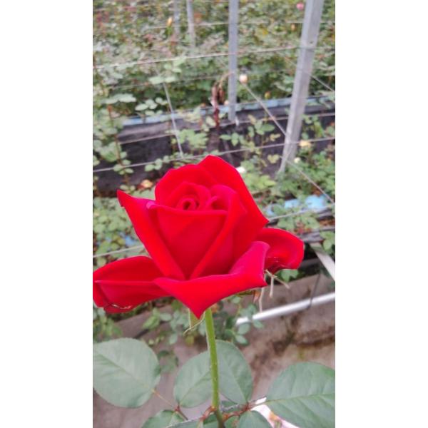 バラ苗 コンテローザ4号 今井清作出 切り花品種接ぎ木(植え バラ苗 コンテローザ4号 今井清作出 切り花品種接ぎ木(植え