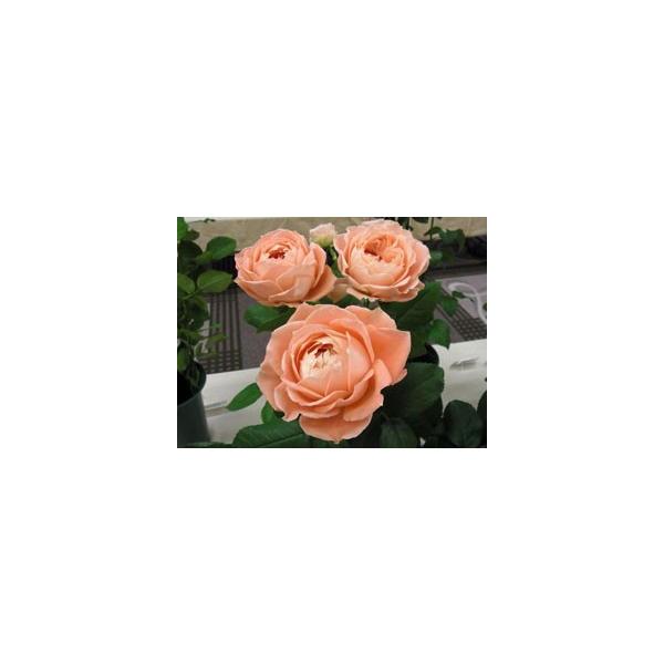 19/3/31up　■重大・・スマホでは下記に、パソコンでは左下少しスクロールして頂ければ、重大なコツなどを載せておりますので必ず注文前にお読みください。22/4/22　現在お届けする商品は２〜３号の小さな剪定株ですが次第に４号ポットに植え...