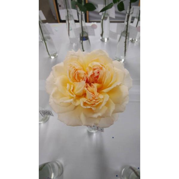 20/6/27up　■重大・・スマホでは下記に、パソコンでは左下少しスクロールして頂ければ、重大なコツなどを載せておりますので必ず注文前にお読みください。22/4/22　現在お届けする商品は２〜３号の小さな剪定株ですが次第に４号ポットに植え...