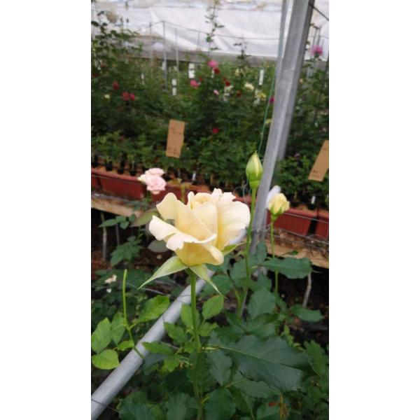 20/6/27up　■重大・・スマホでは下記に、パソコンでは左下少しスクロールして頂ければ、重大なコツなどを載せておりますので必ず注文前にお読みください。22/4/22　現在お届けする商品は２〜３号の小さな剪定株ですが次第に４号ポットに植え...