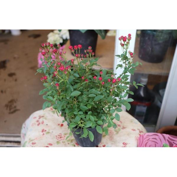 26/3/19up　販売を再開します。※バラは咲き進みます。花が終わってくれば剪定します。剪定すればまた花が上がってきます。そのサイクルの中でお届けします。剪定直後の場合もあります。古い葉が黄色くなっている場合もございます。バラを育てるとい...