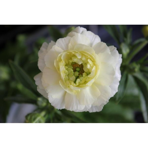 【発売日：2026年02月03日】25/12/25up　予約商品です。２/３発売　２/４〜２/１４の期間に早い注文順で発送いたします。∇優れた生産者が１月いっぱいまで作り込んだメリクロン充実苗です。用土が違います・・仮にそのまま植え替えなく...