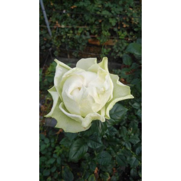 21/10/13up　■重大・・スマホでは下記に、パソコンでは左下少しスクロールして頂ければ、重大なコツなどを載せておりますので必ず注文前にお読みください22/4/22　現在お届けする商品は２〜３号の小さな剪定株ですが次第に４号ポットに植え...