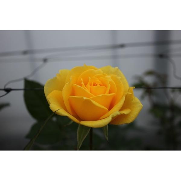 21/5/22up　■重大・・スマホでは下記に、パソコンでは左下少しスクロールして頂ければ、重大なコツなどを載せておりますので必ず注文前にお読みください22/4/22　現在お届けする商品は２〜３号の小さな剪定株ですが次第に４号ポットに植え替...