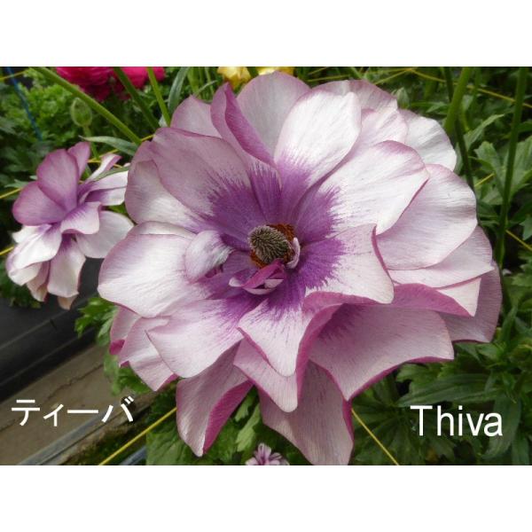 25/10/28　∇夏越し非冷蔵充実球根株です。お買い得商品です。１２月の寒さで花芽分化します。☆初心者でも育て易く夏越しも比較的容易い。ベテランにとっては沢山のしっかりとした花茎が豪華に上がり、夏越し後秋の生育期に更に大株になります。☆秋...