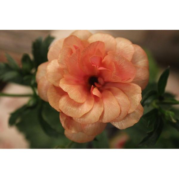 26/1/21up　∇夏越し５号ポットの充実株です。お買い得商品です。蕾はまだ固い状態です。☆秋植えでハウス育ちの来季株よりも耐寒性が強く、少々の霜でもへこたれず丈夫に育ちます☆消毒し、肥料を与えしっかりとした苗に育てております☆価格を抑え...