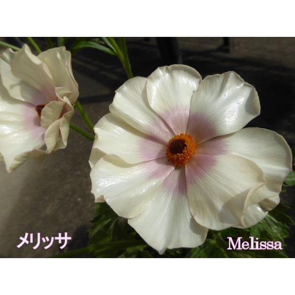 26/2/2up　※お届けする株はコンパクト仕立てになります。とても良い株です。※正規ラベルに品種名を記入します。一重の丈夫な多花性品種。沢山の花が咲き、八重品種と合わせる事で美しさが何倍にもなります。なくてはならない品種。ラックスは、他の...