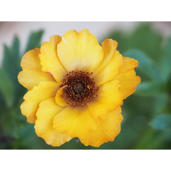 【発売日：2026年02月03日】25/12/25up　予約商品です。２/３発売　２/４〜２/１４の期間に早い注文順で発送いたします。∇私が仕立て、古いラベルをお付けした商品になります。品種的に小さくまとまる性質も重なり比較的小さな株になり...