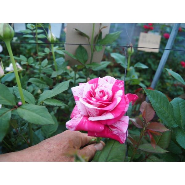 25/2/03upピンクの濃淡の絞りがとても美しい品種。花立ちが大変良く、葉と花のバランスが良い直立性品種。