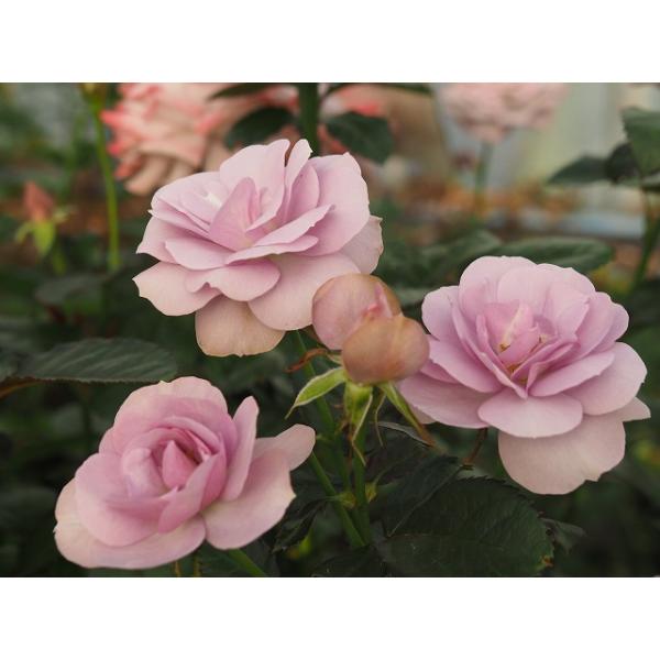 25/5/23upパープルの半八重カップ咲の小輪房咲品種。とげが少ない矮性品種。微香意外と花持ちが良く、真夏でも２週間以上開花する。咲き始め明るいパープルは次第に落ち着いた藤色に変わり、余り色落ちしない。病気に強く雨ざらしの栽培環境の下、無...